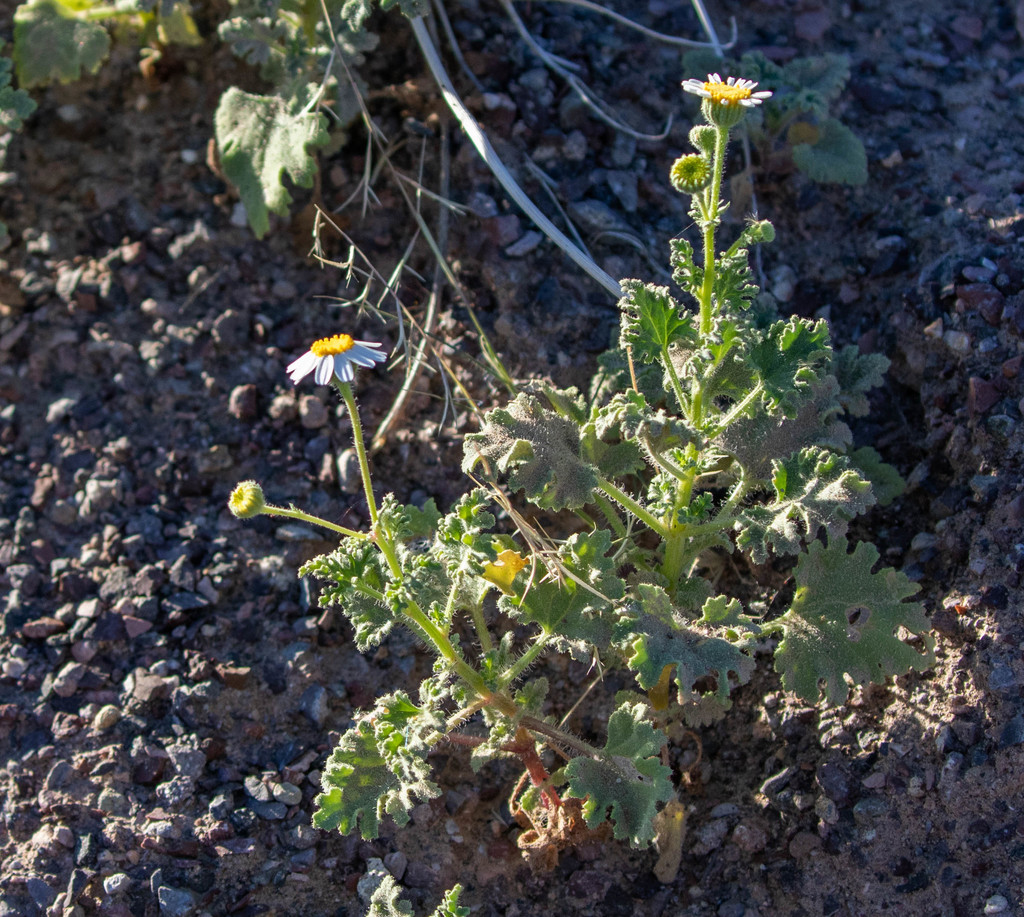 Perityle crassifolia desde La Paz, BCS, Mexico el 01 de noviembre de ...