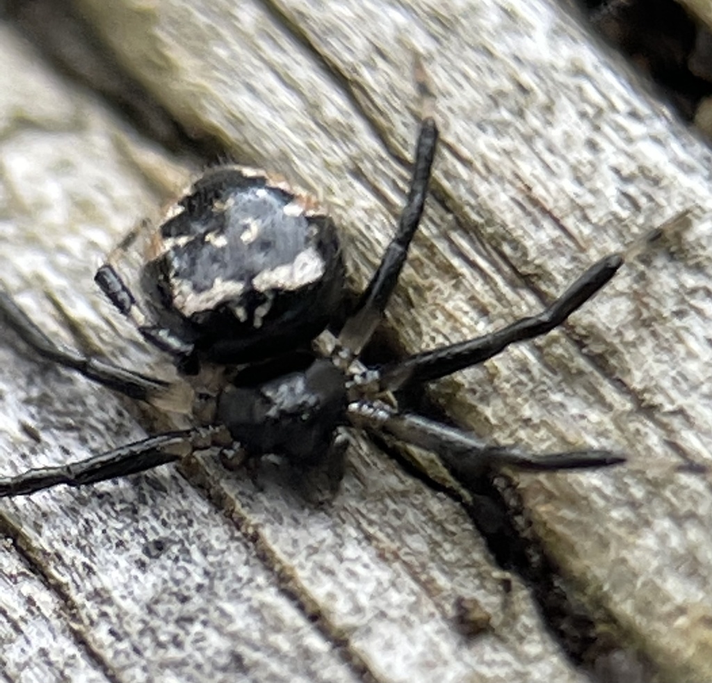 Ant-eating Spiders from Bacchus Court, Frankston South, VIC, AU on ...