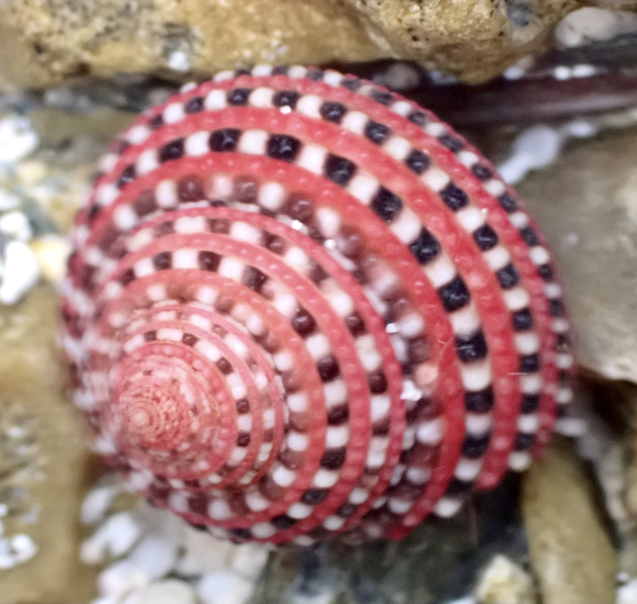 Clanculus pharaonius (Linnaeus, 1758)