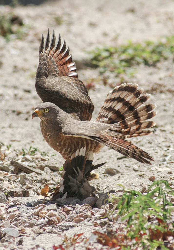 Roadside Hawk from ciudad del carmen on February 23, 2015 by Iván Roca ...