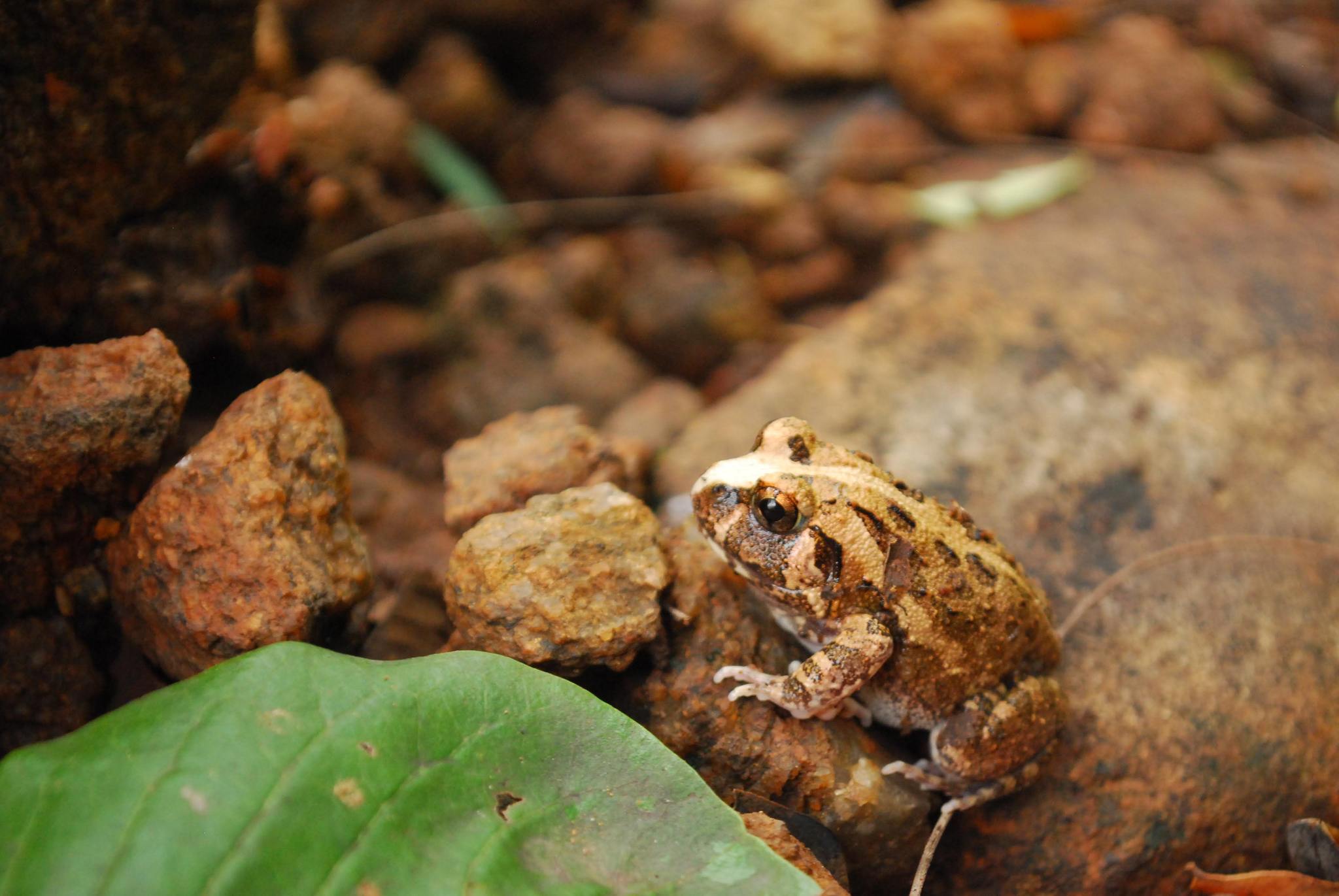 Sphaerotheca breviceps (Schneider, 1799)