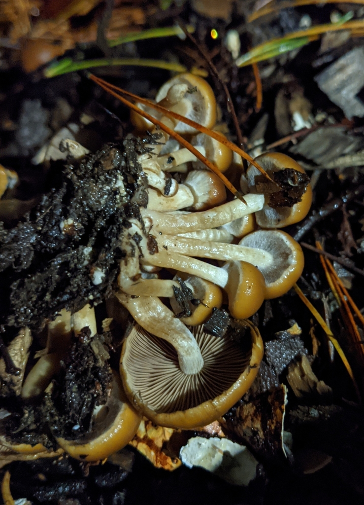 Psilocybe allenii in November 2021 by Colin Meyer · iNaturalist