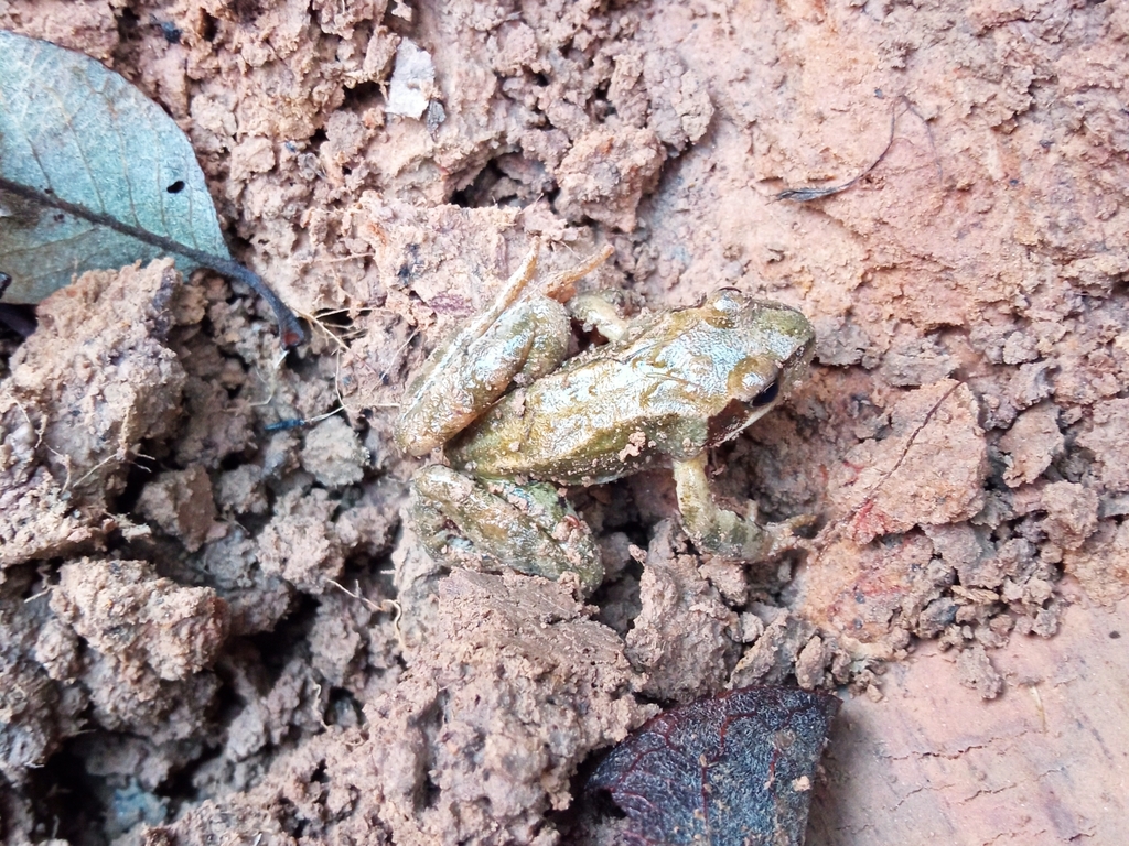 European Common Frog from Тверская обл., Россия, 172540 on November 02 ...