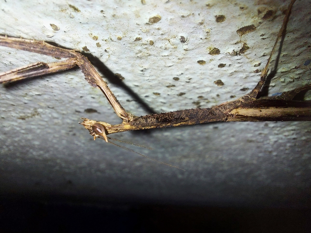 Toxoderid Mantises from Pudupatti R.F., Tamil Nadu, India on November 5 ...