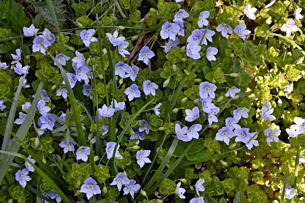 Slender speedwell from Dolní Cetno, Niměřice, Česko on April 30, 2021 ...