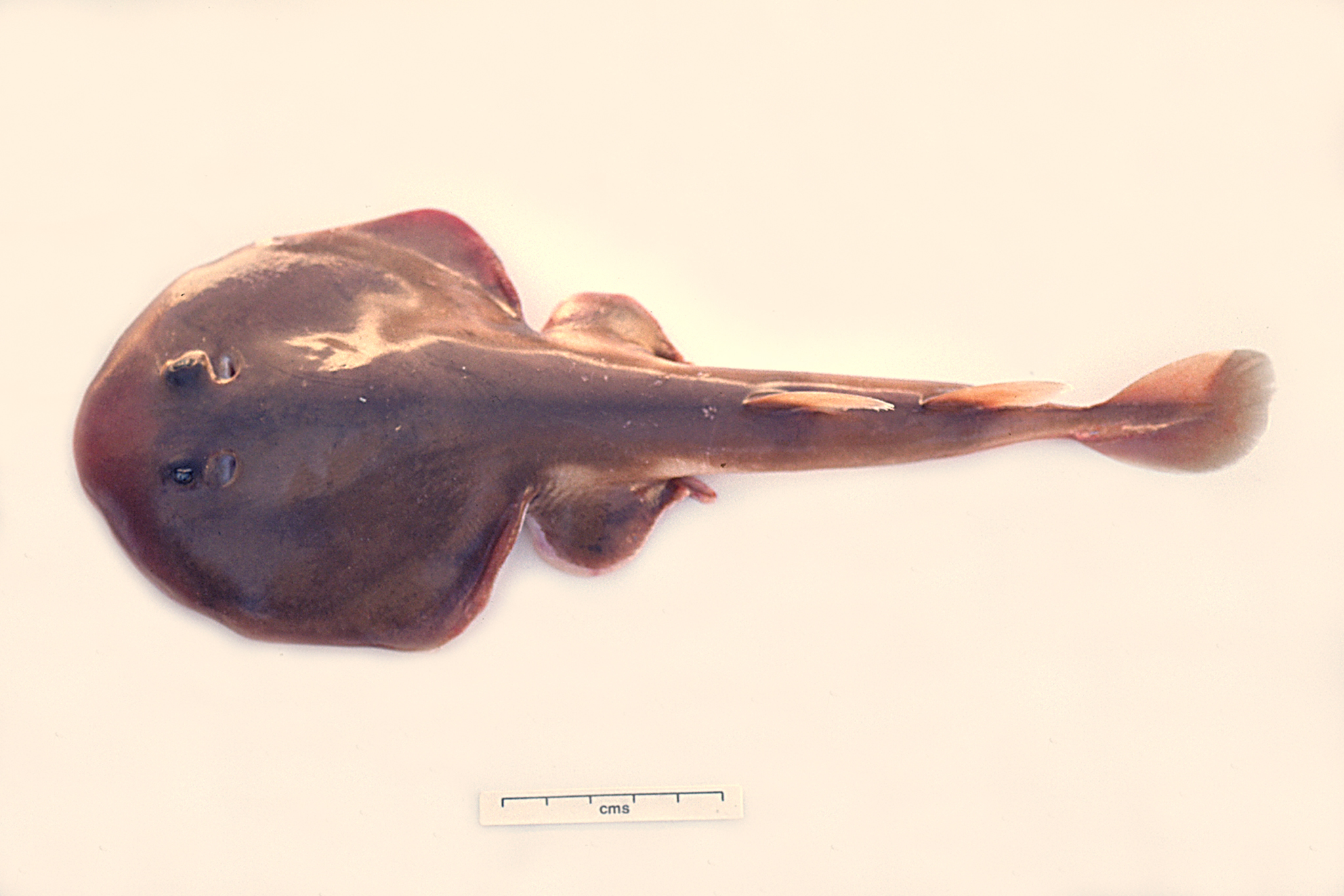 Narcine tasmaniensis Richardson, 1841