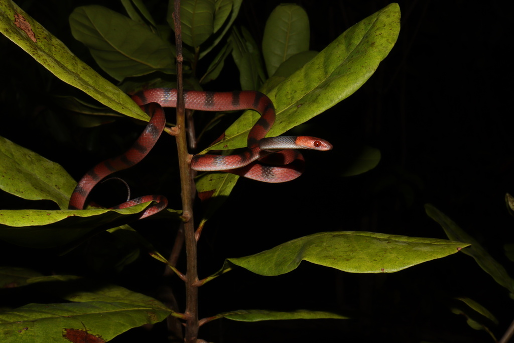 Tropical Flat Snake from Iranduba, AM, BR on October 23, 2021 at 08:37 ...