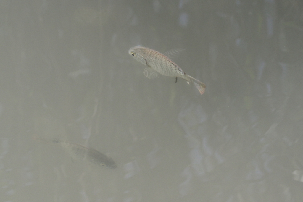 Blue Tilapia from Brewster County, TX, USA on May 15, 2021 at 08:57 AM ...