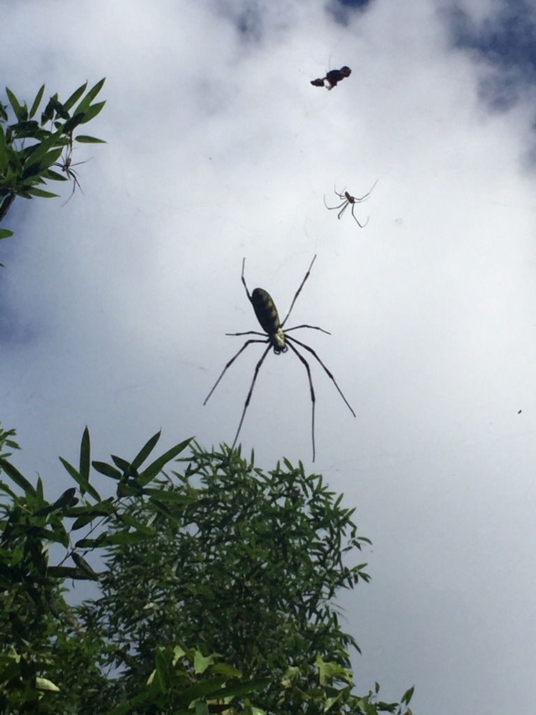Joro Spider from TW on November 6, 2021 at 02:07 PM by 阿元 · iNaturalist