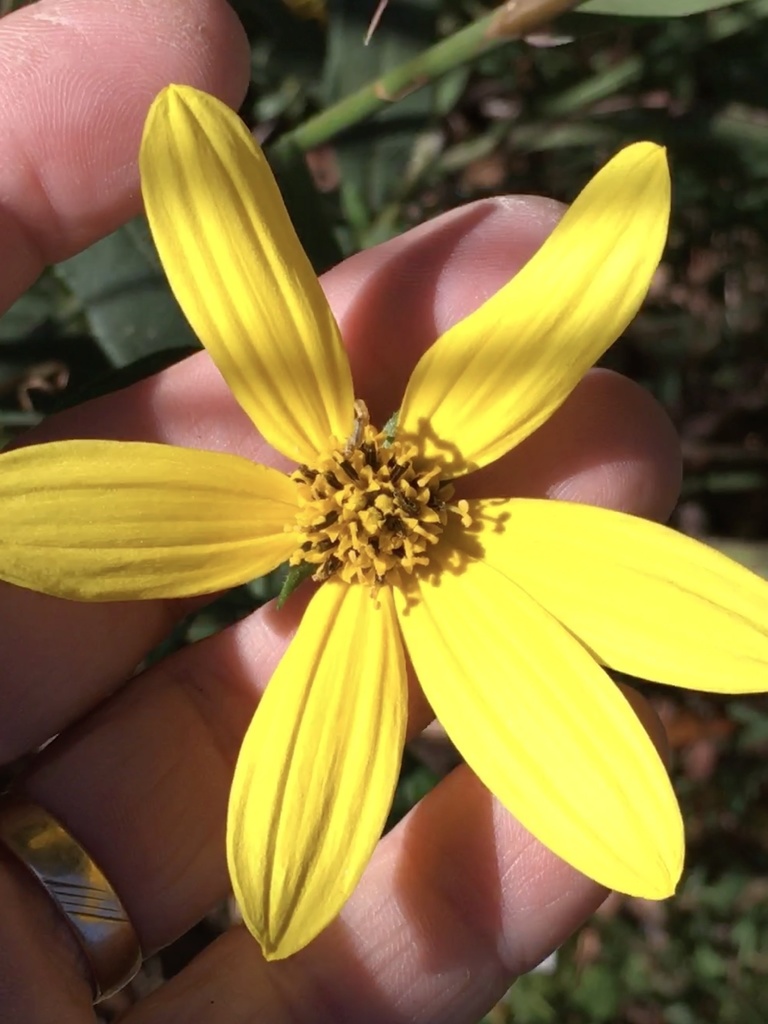 Schweinitz's Sunflower in November 2021 by Becky. I’ve been struggling ...