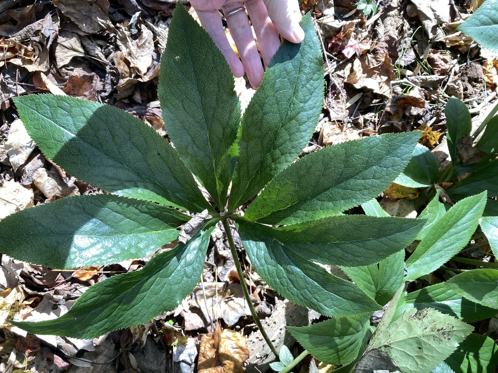 Lenten-rose from Upper Paint Branch Stream Valley Park, Silver Spring ...