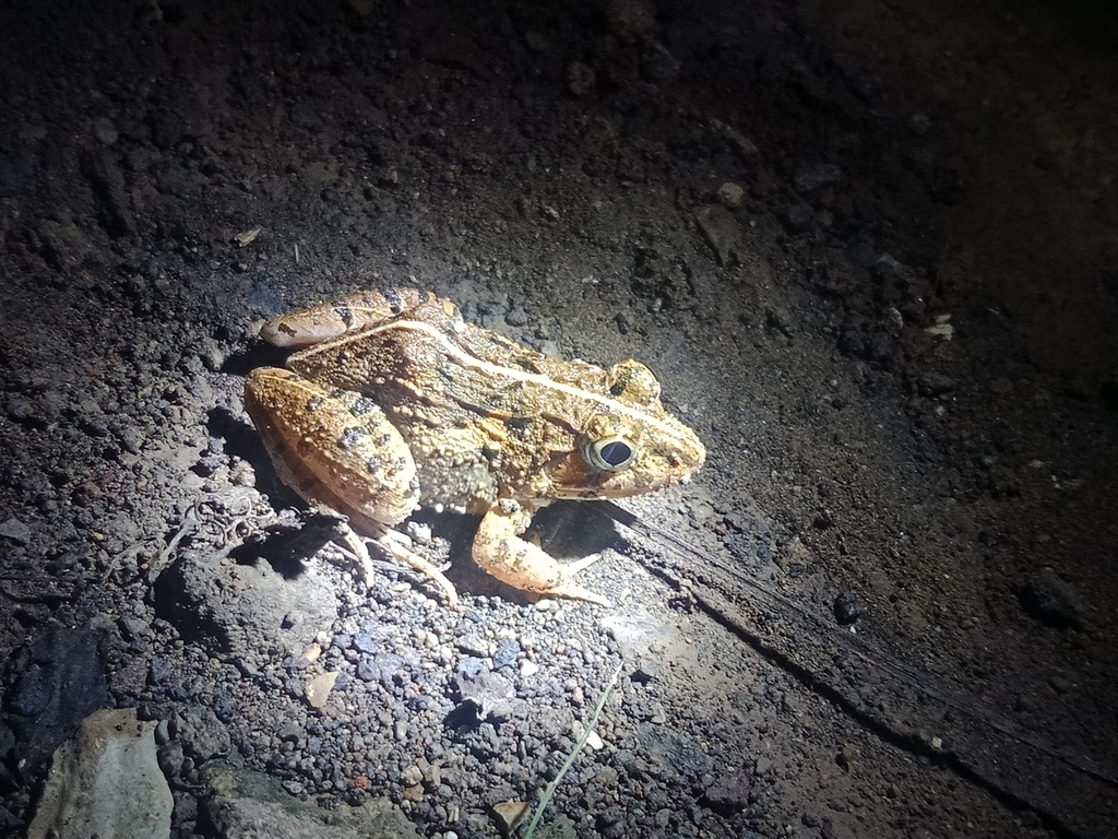 Paddy Field Frog from Batang, ID-JT, ID on November 08, 2021 at 10:01 ...