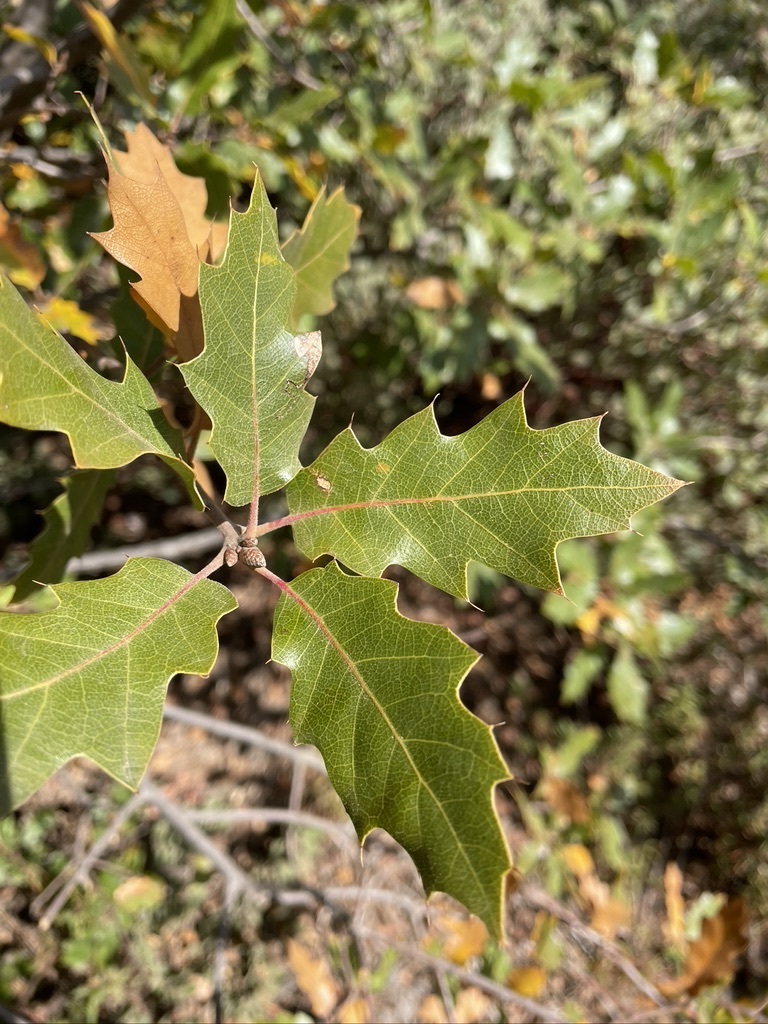oracle oak (Oaks of California) · iNaturalist