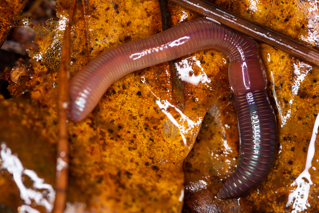 Redhead Worm from Московская обл., Россия on November 8, 2021 at 01:17 ...