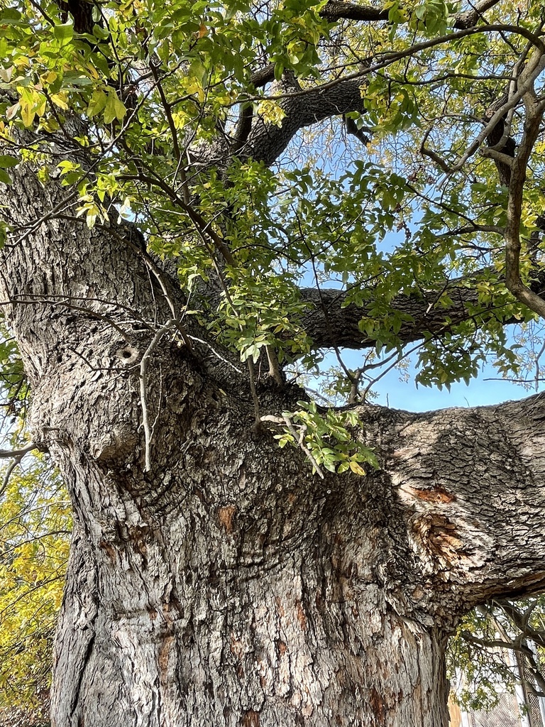 Mount Atlas mastic tree from Fenerbahçe Parkı, Kadikoy, Istanbul, TR on ...