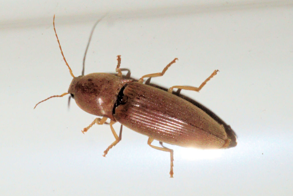 Conoderus lividus from Bauman Drive, Elkridge, MD, USA on July 10, 2017 ...