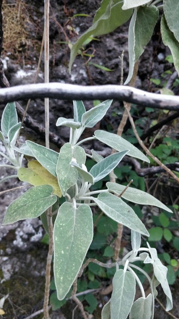 Sideritis candicans (Madeira Pflanzen Lamiales) · iNaturalist