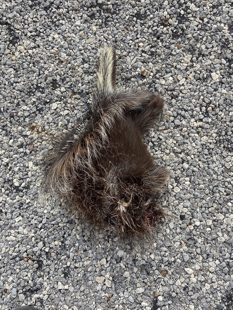 North American Porcupine from US-277, Val Verde County, TX, US on ...