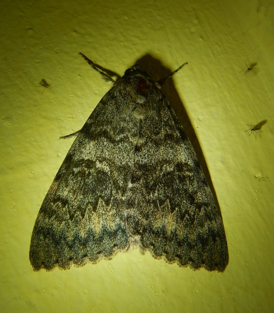 French Red Underwing from Mödling, Niederösterreich, Austria on ...