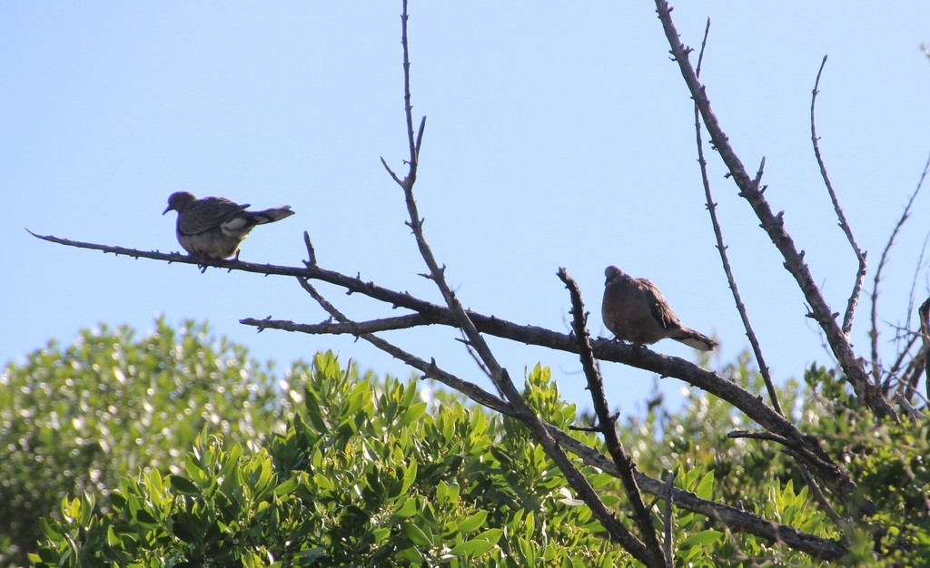 Spotted Dove from Melbourne VIC, Australia on October 25, 2021 at 04:32 ...