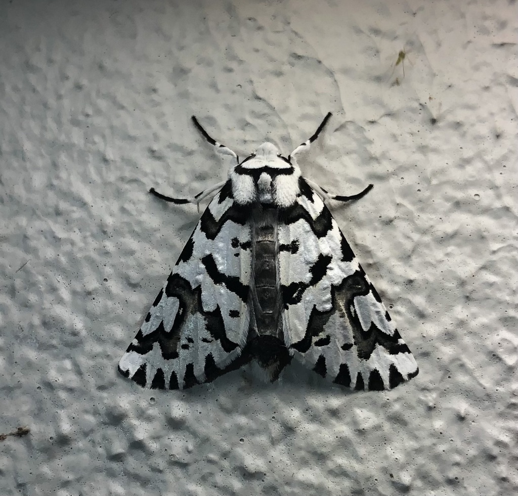 North Island Lichen Moth from Mangorei Road, Merrilands, Taranaki, NZ ...