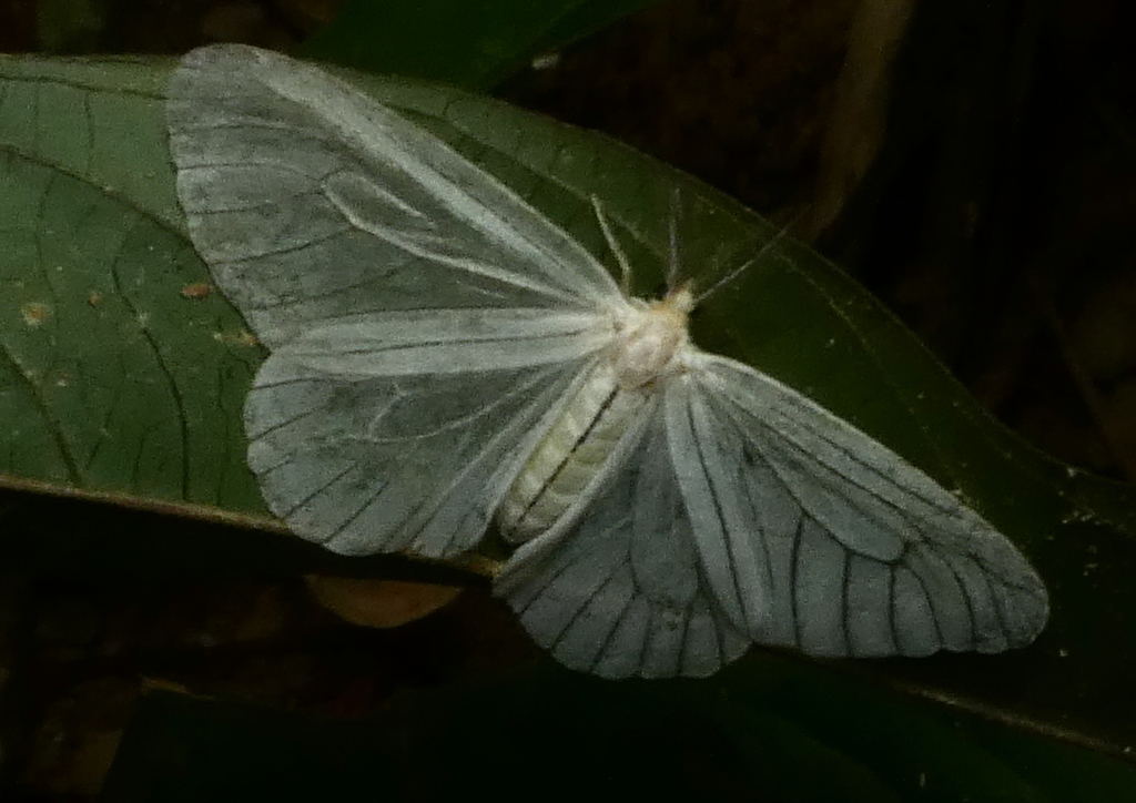 Underwing, Tiger, Tussock, and Allied Moths from Zona rural de Paudalho ...