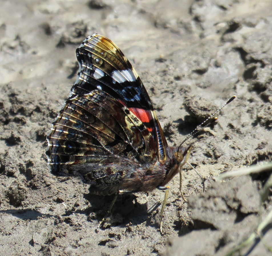 Red Admiral from 9486 Onogur, Bulgaria on May 19, 2019 at 01:43 PM by ...