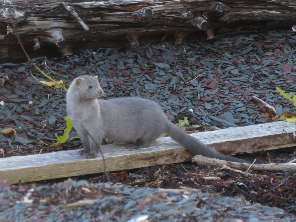 American Mink from Newfoundland and Labrador, Canada on October 19 ...