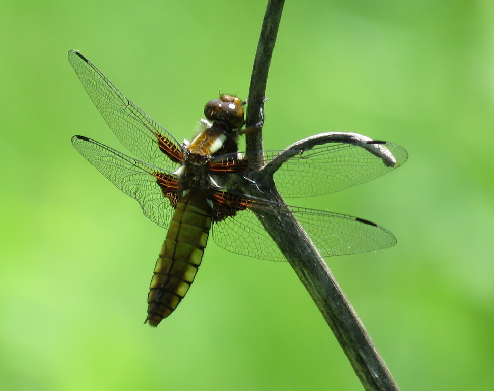 Broad-bodied Chaser from 9486 Onogur, Bulgaria on May 19, 2019 at 12:46 ...