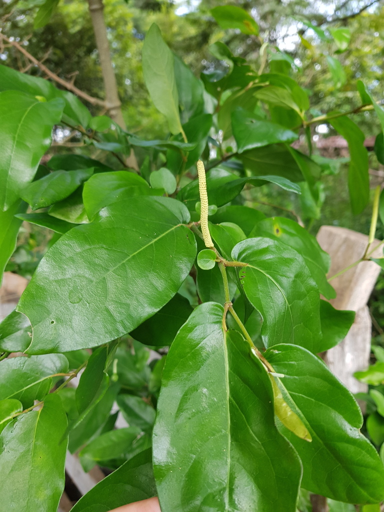monkey pepper (Piper tuberculatum) - Botanical Realm