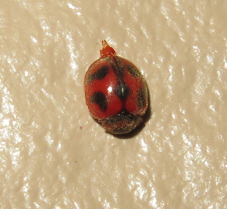 Vedalia Beetle from Boa Viagem, Recife - PE, Brasil on November 08 ...