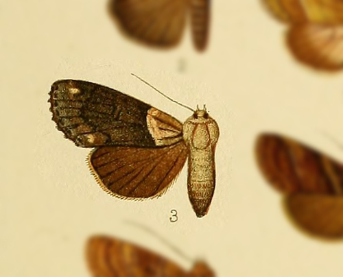 Lophoptera polygrapha · iNaturalist