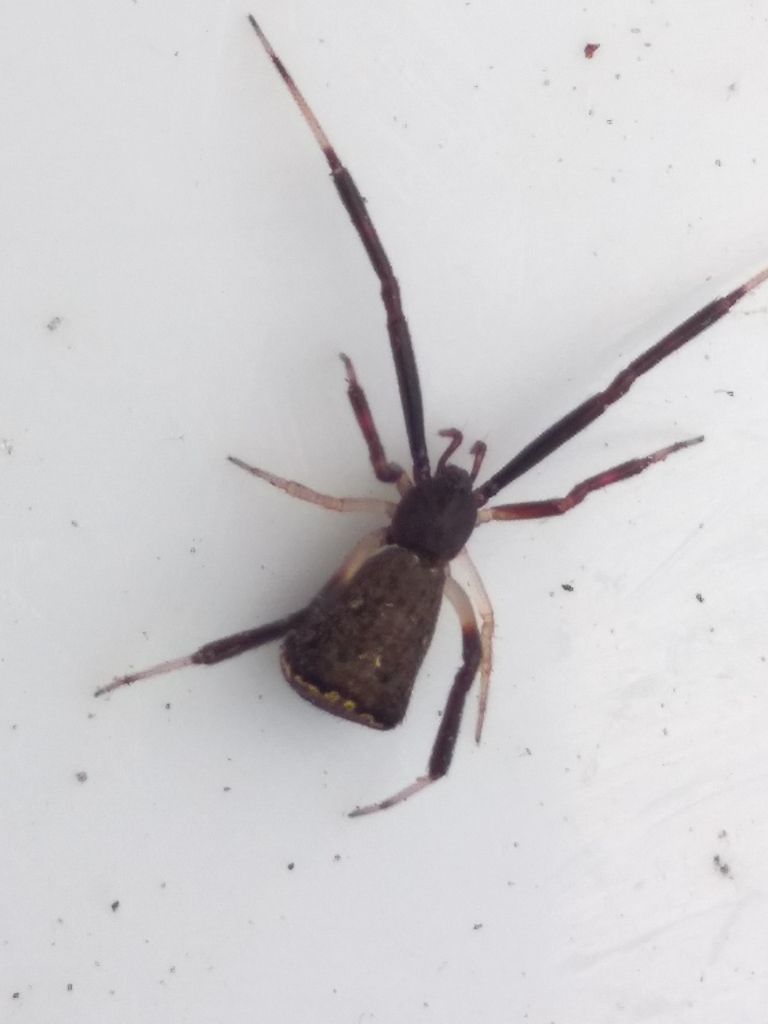 Episinus truncatus from Province of Bolzano - South Tyrol, Italy on ...