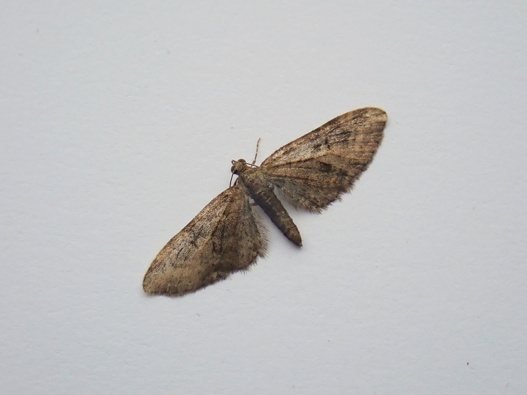 Brindled Pug from Epping Forest Field Studies Centre on April 29, 2018 ...