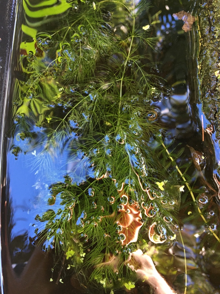 coontail from CR-225, Gainesville, FL, US on November 08, 2021 at 02:21 ...