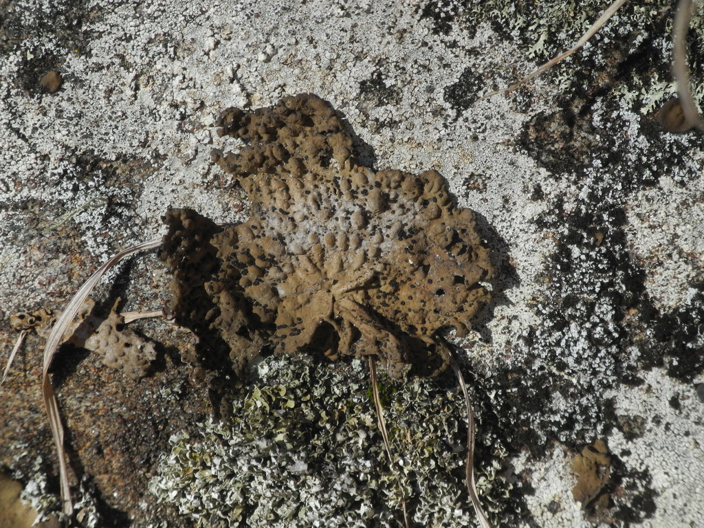 Common Toadskin Lichen in November 2021 by mjpapay. Bartram Trail ...