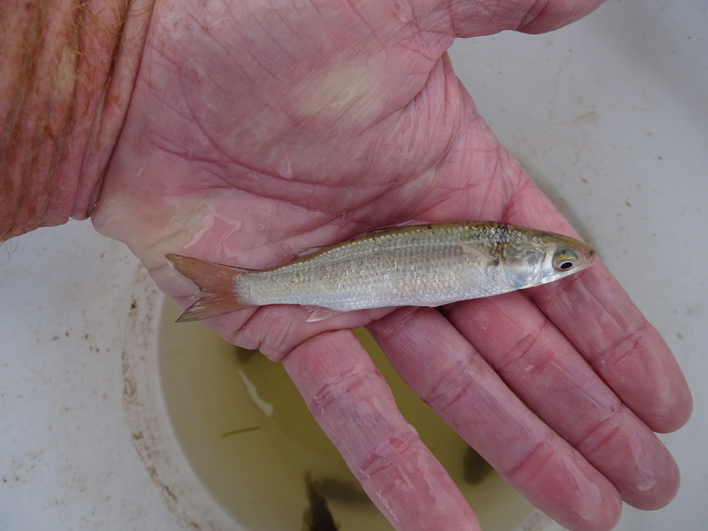 Freshwater mullet from Klein Brak River, 6503, South Africa on November ...