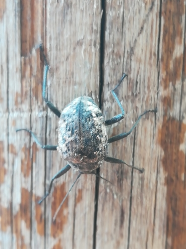Mouldy Tree Darkling Beetles (Genus Asthenochirus) · iNaturalist