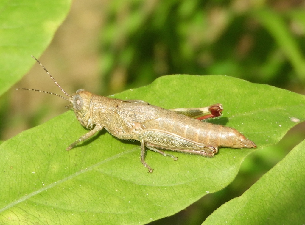 Proctolabus cerciatus from Mazatlán, Sin., México on November 08, 2021 ...