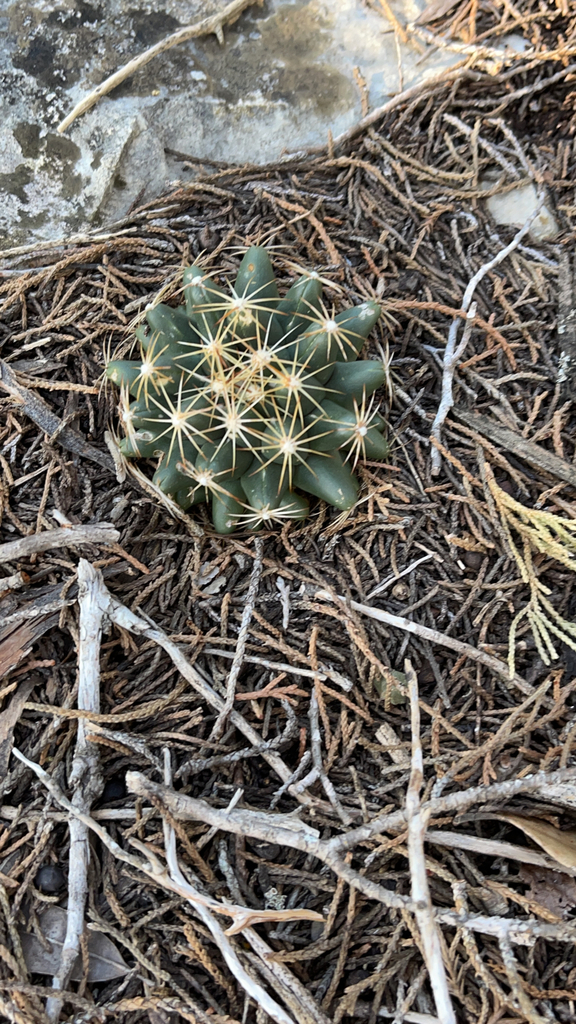 Grooved nipple cactus from Leander on November 8, 2021 at 04:02 PM by ...