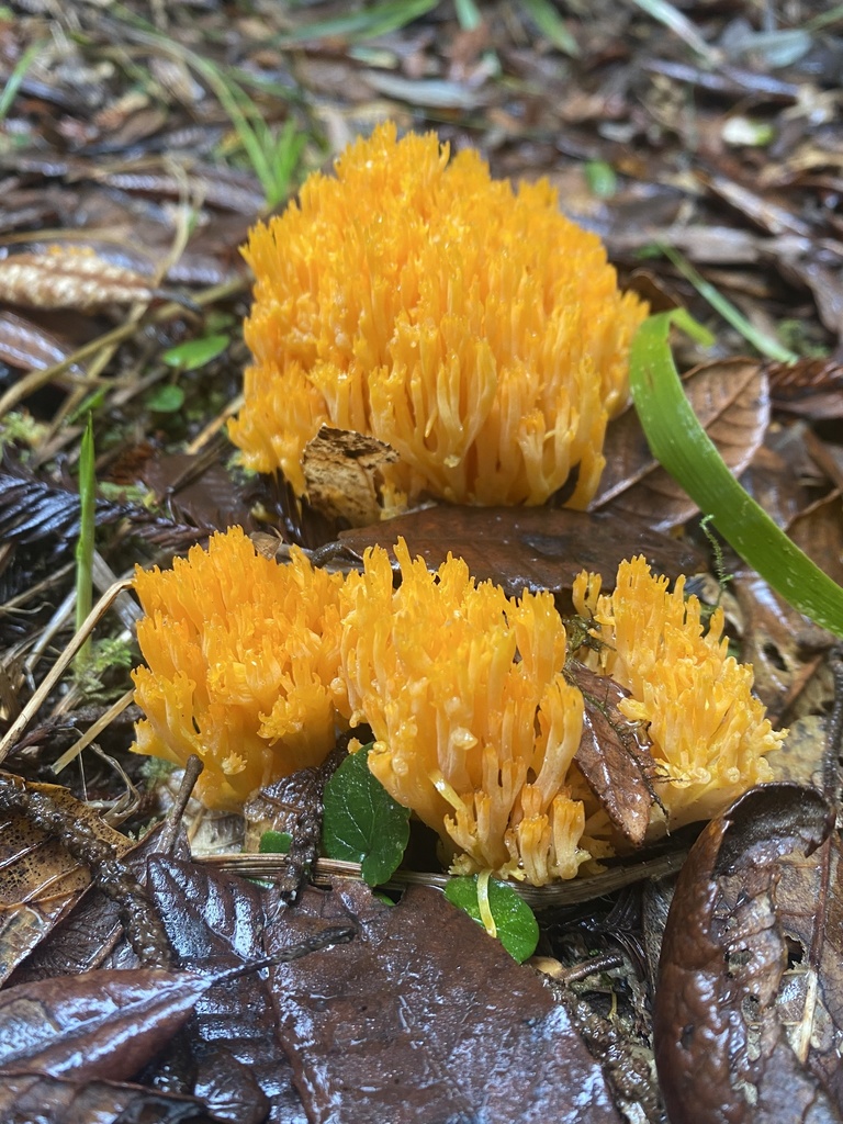Coral Fungi from Salt Point State Park, The Sea Ranch, CA, US on ...