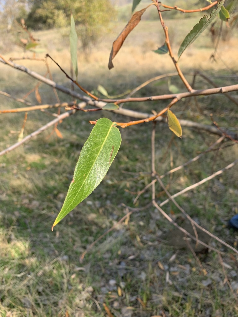 red willow from Woodlake, CA, US on November 05, 2021 at 11:37 AM by ...
