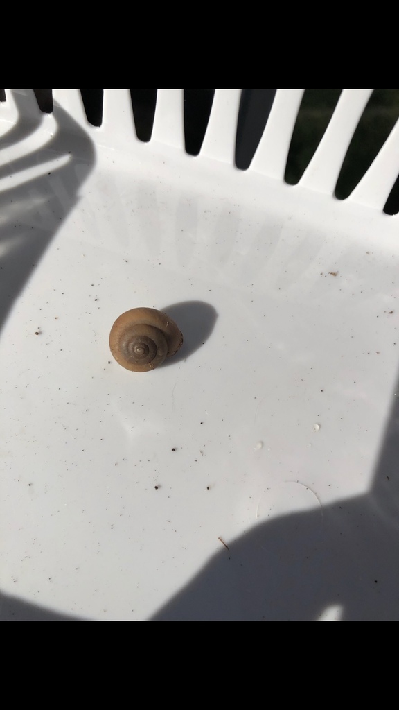 Helicoid Land Snails in November 2021 by wolfinthesnow · iNaturalist