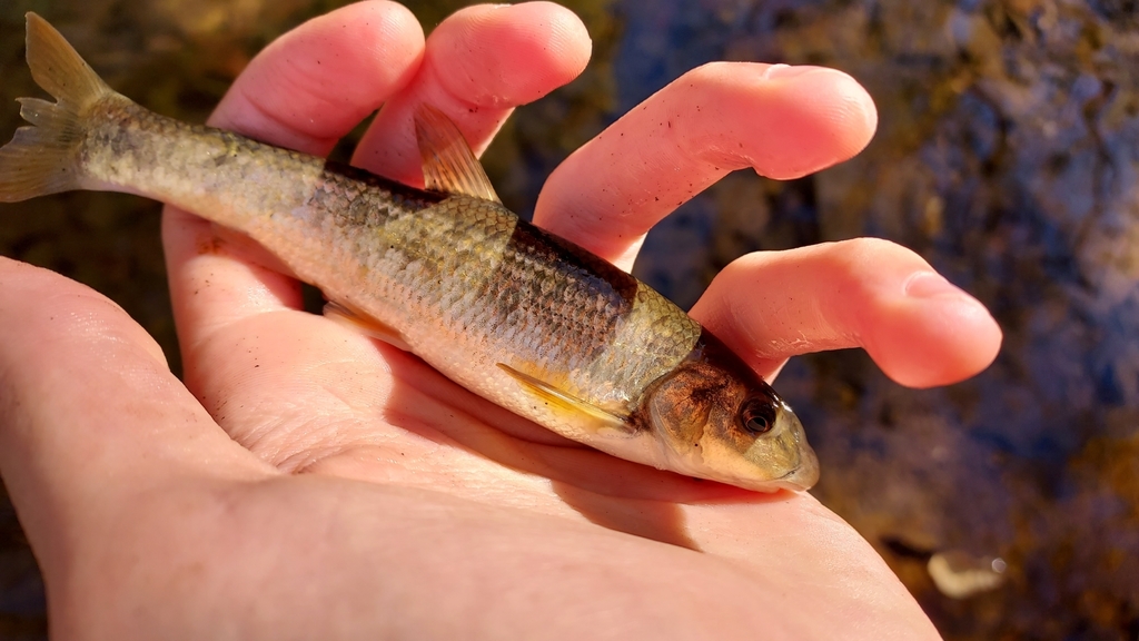 Largescale Stoneroller from Springfield, TN 37172, USA on November 08 ...