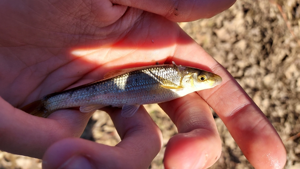 Largescale Stoneroller from Springfield, TN 37172, USA on November 08 ...