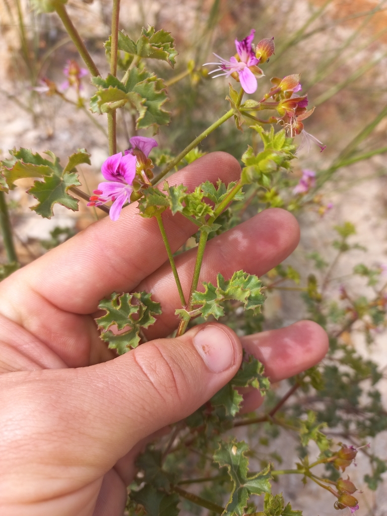 Rose-camphor Storksbill from Cape Winelands, ZA-WC, ZA on November 07 ...