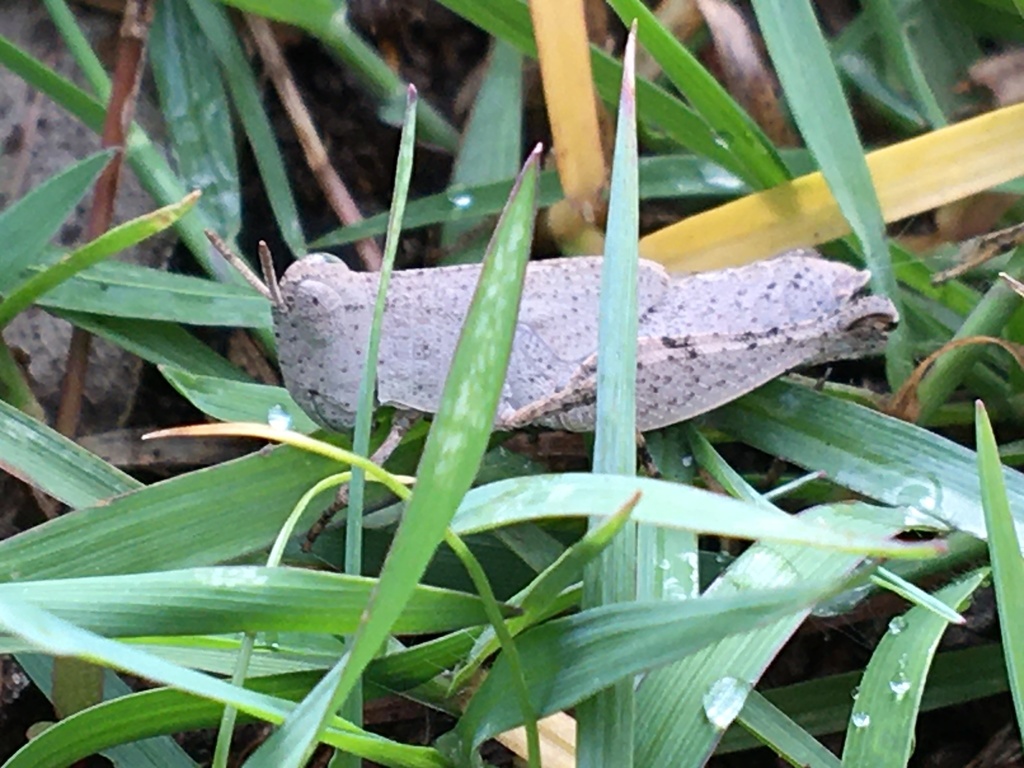 Gumleaf Grasshoppers in November 2021 by Iristheflower · iNaturalist