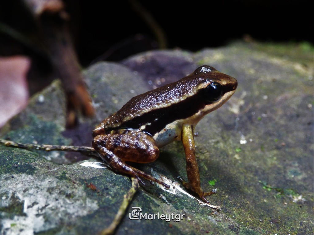 Colostethus pratti desde Acandí, Choco, Colombia el 10 de mayo de 2016 ...