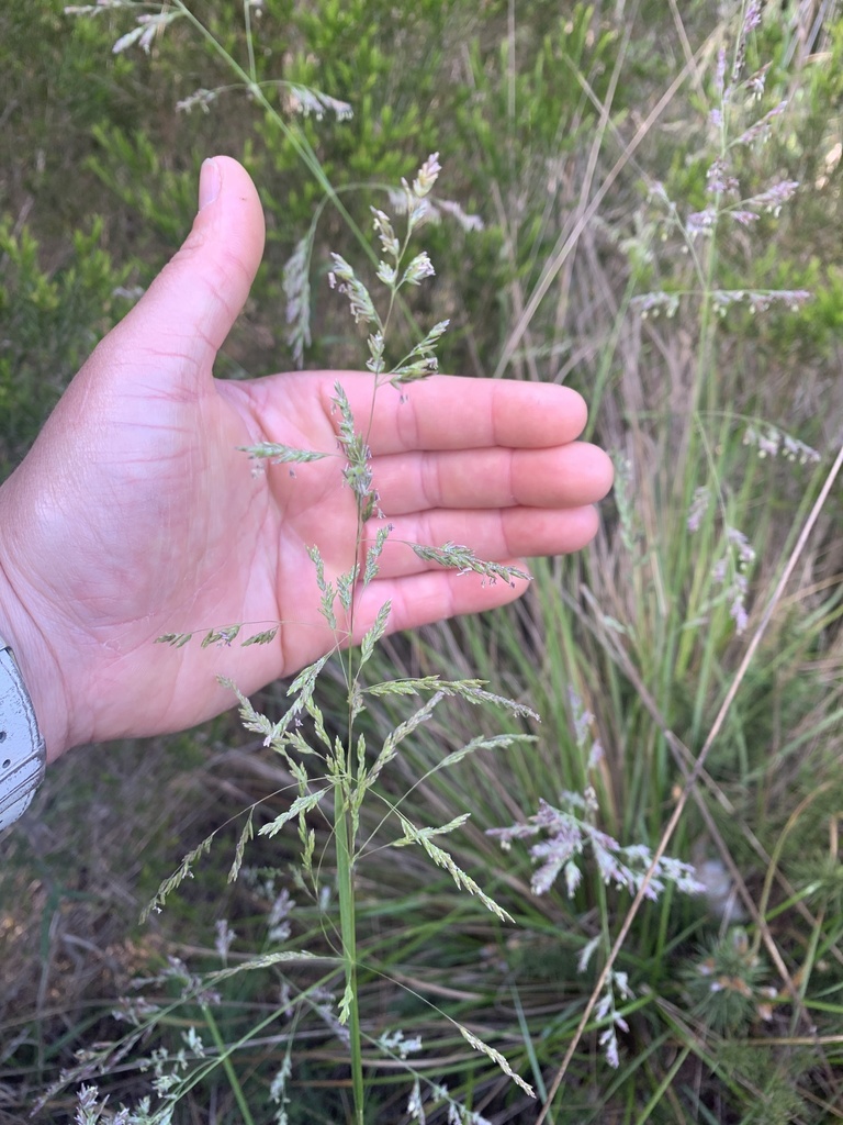 common tussock grass (Poa labillardierei) - Botanical Realm