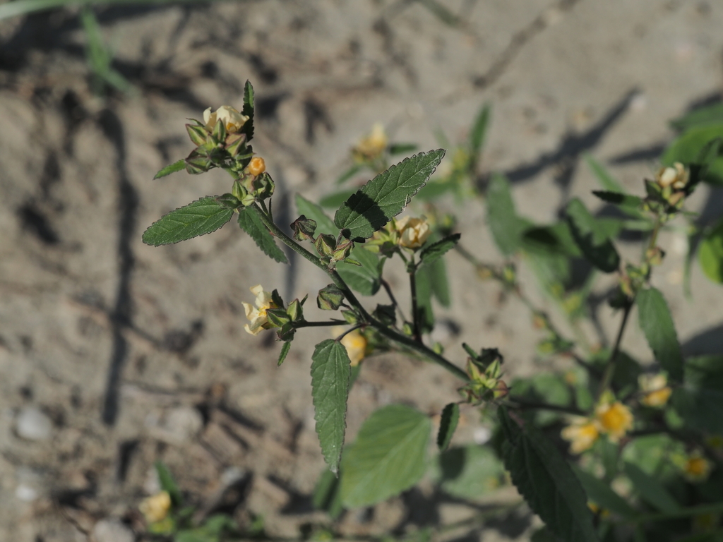 prickly fanpetals from Dare County, NC, USA on September 19, 2021 at 10 ...